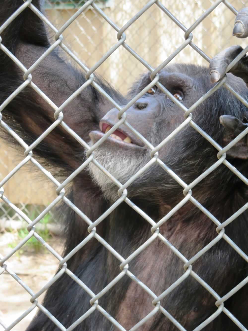 Rescued! Chimpanzee's Solitary Confinement Comes to an End | PETA