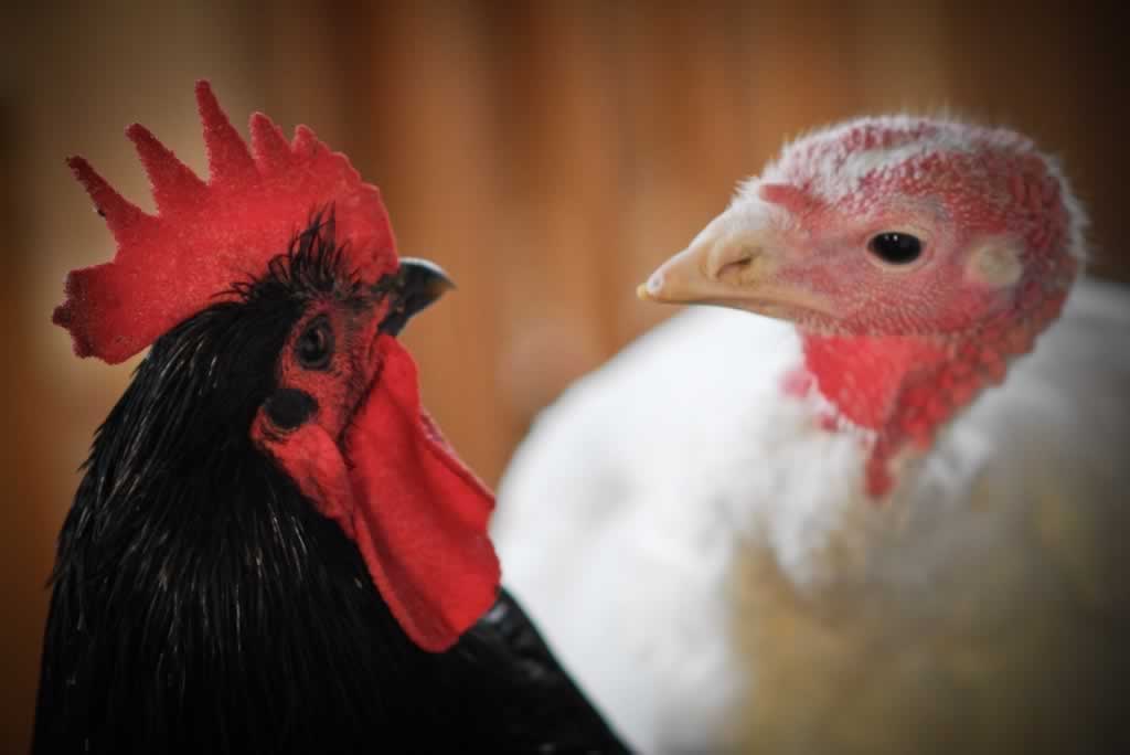 About PETA’s Ultimate Cruelty-Free List | PETA