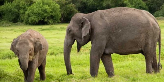 Page 5 | Animal Actors page 5 | PETA