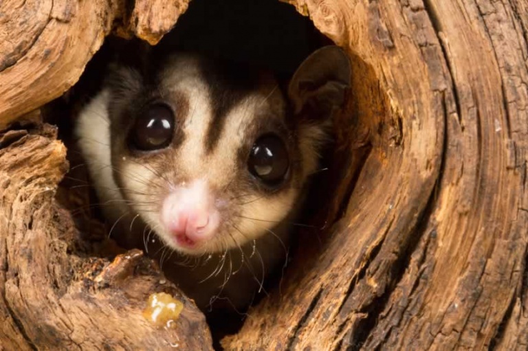 Tiny Marsupials Need Your Help Today! | PETA
