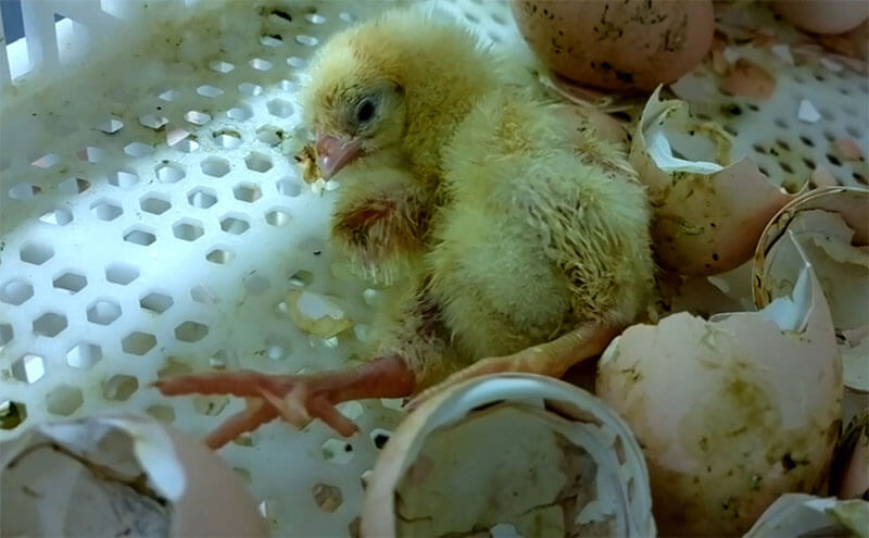 Here's Why That Viral Chick-Hatching Video Is Actually Dark and ...