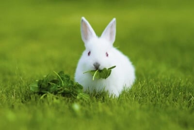These 15 Foods Could Harm or Kill Your Rabbit | PETA