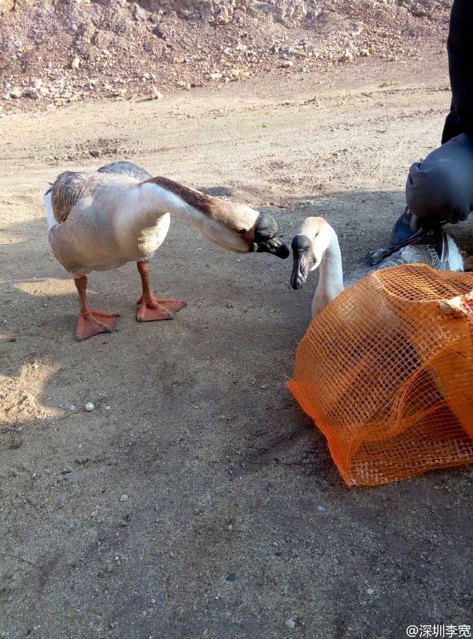 The Moment These Geese Said Goodbye Will Break Your Heart | PETA