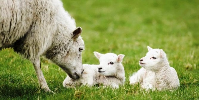 10 Facts About Ducks That Might Surprise You | PETA