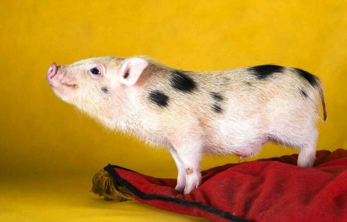 PETA Petitions Senior Center: Don't Call Your Sweet Pig 'Bacon' | PETA