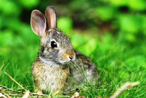 People for the Ethical Treatment of Animals (PETA)