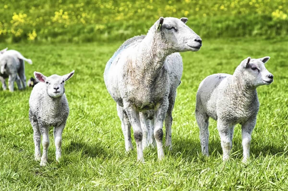 FYI, Merriam-Webster, Sheep Aren't 'Sheeple' | PETA
