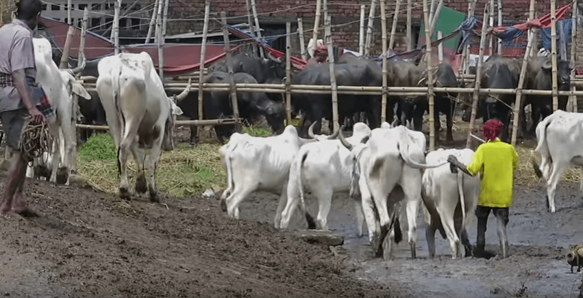 Leather in Reverse | PETA