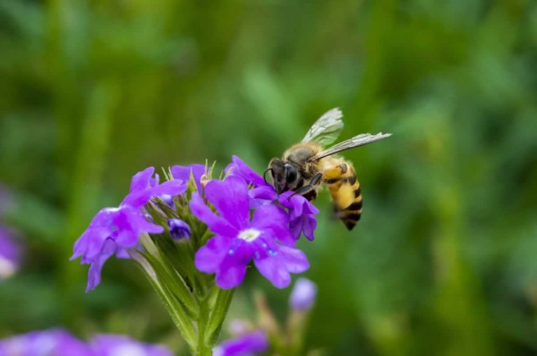 Here's What's Killing Bees—and What You Can Do | PETA