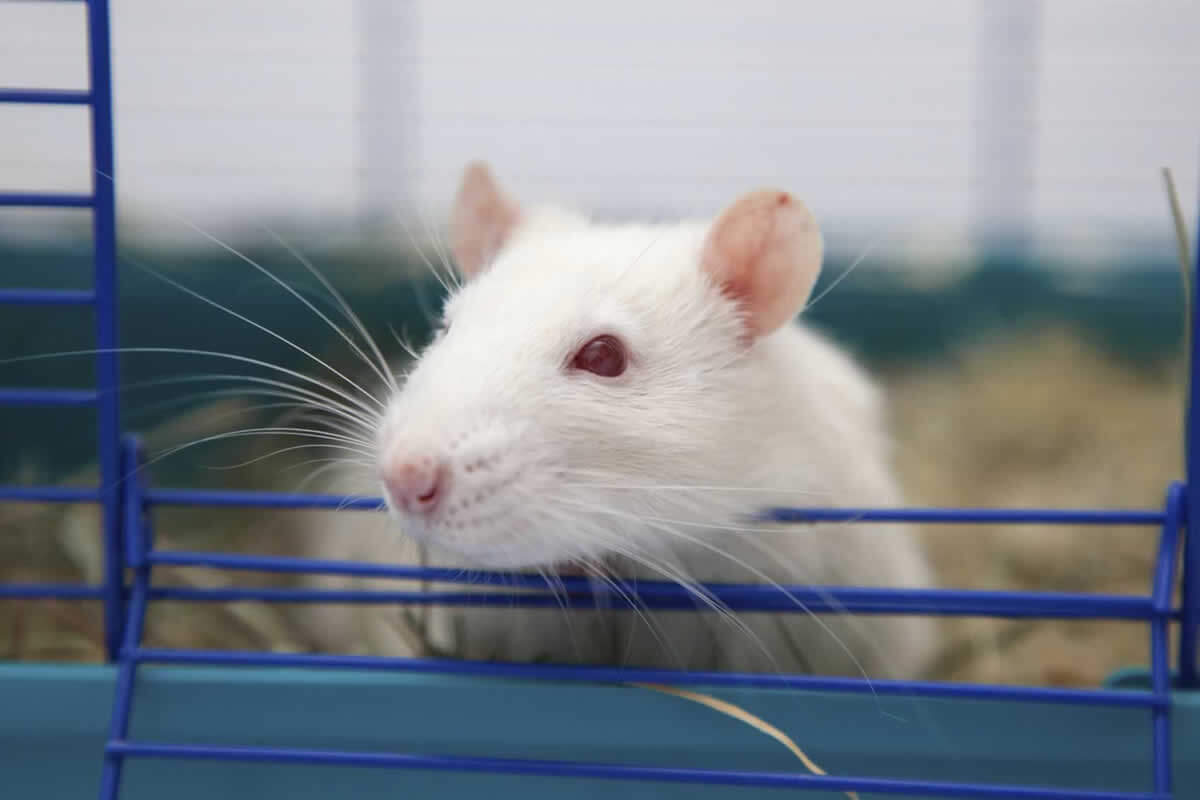 Mice and Rats in Laboratories | PETA