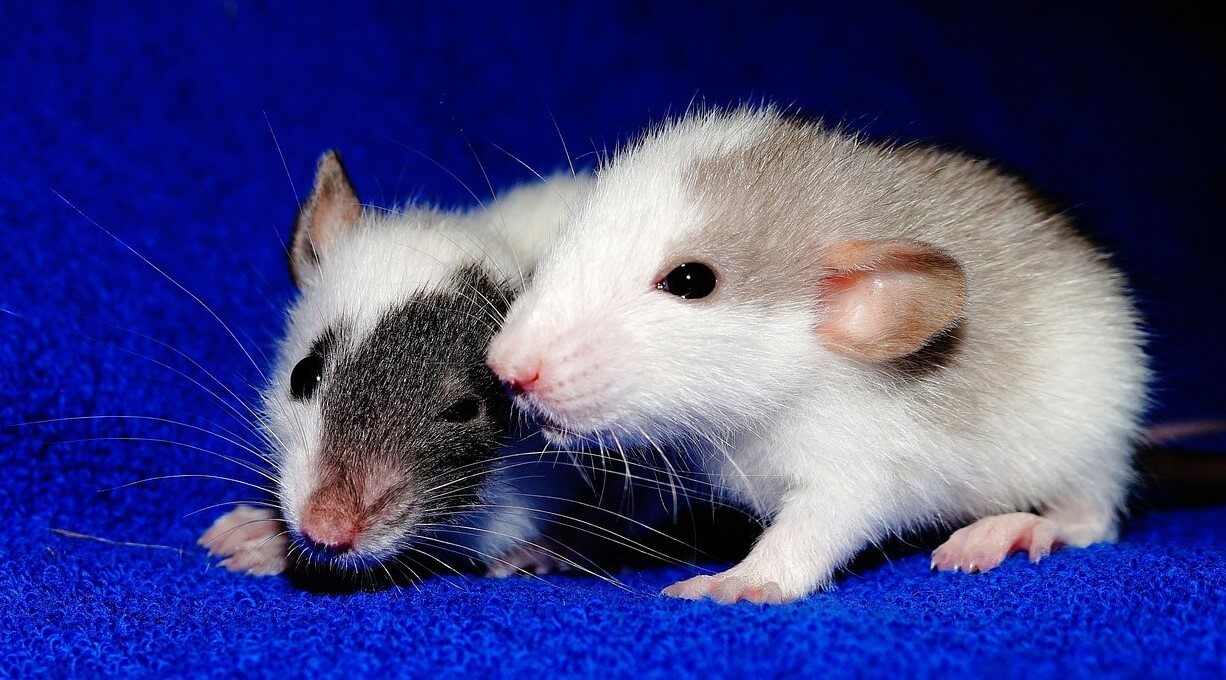 Scientists Don't Trust Depression Experiments on Rats | PETA