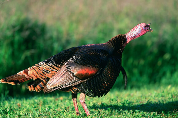 16 Reasons Why Turkeys Are Seriously Cool | PETA