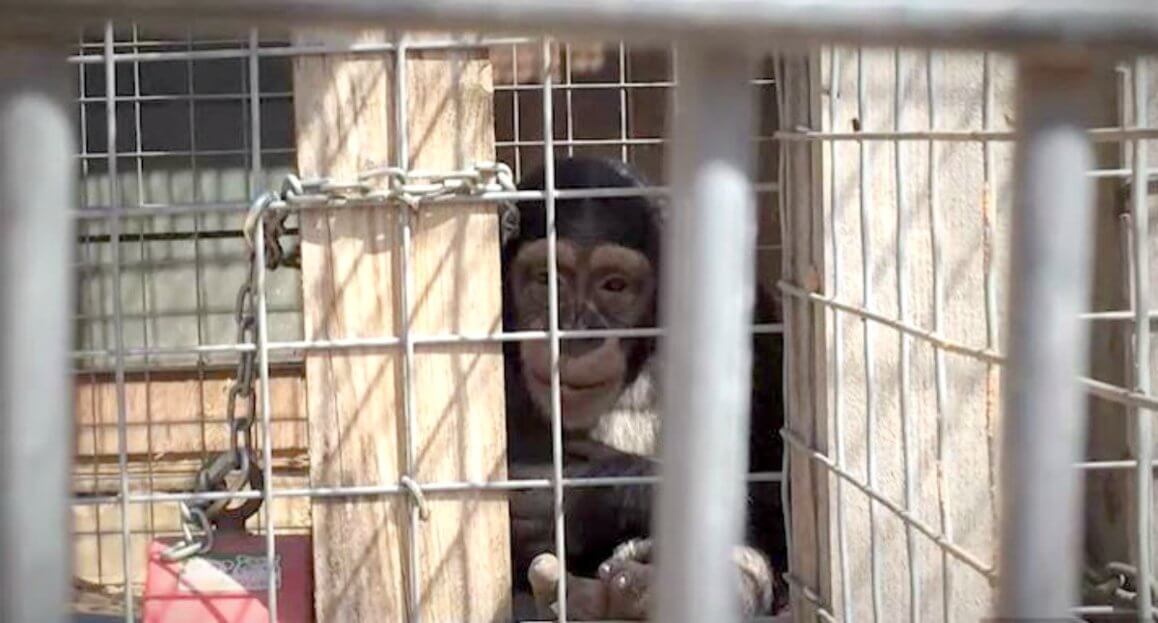 Andy Serkis Voices a Suffering, Lonely Chimpanzee | PETA