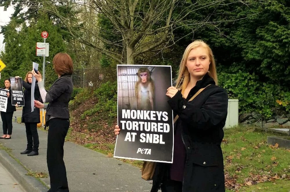 Laboratory Gets Slap on the Wrist for Chronic Monkey Abuse | PETA