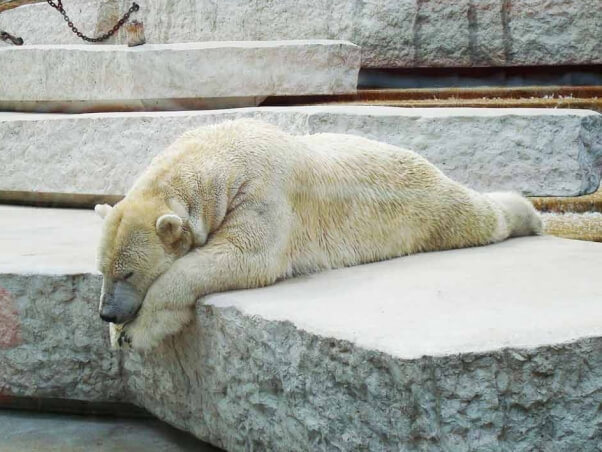 Zoos May Actually Hurt Conservation Efforts, Not Help Them | PETA