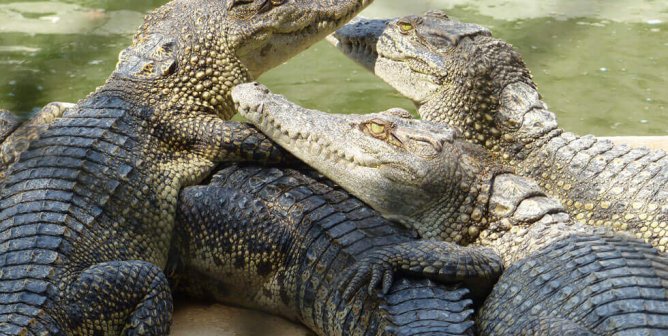 Exotic Skins page 5 | PETA