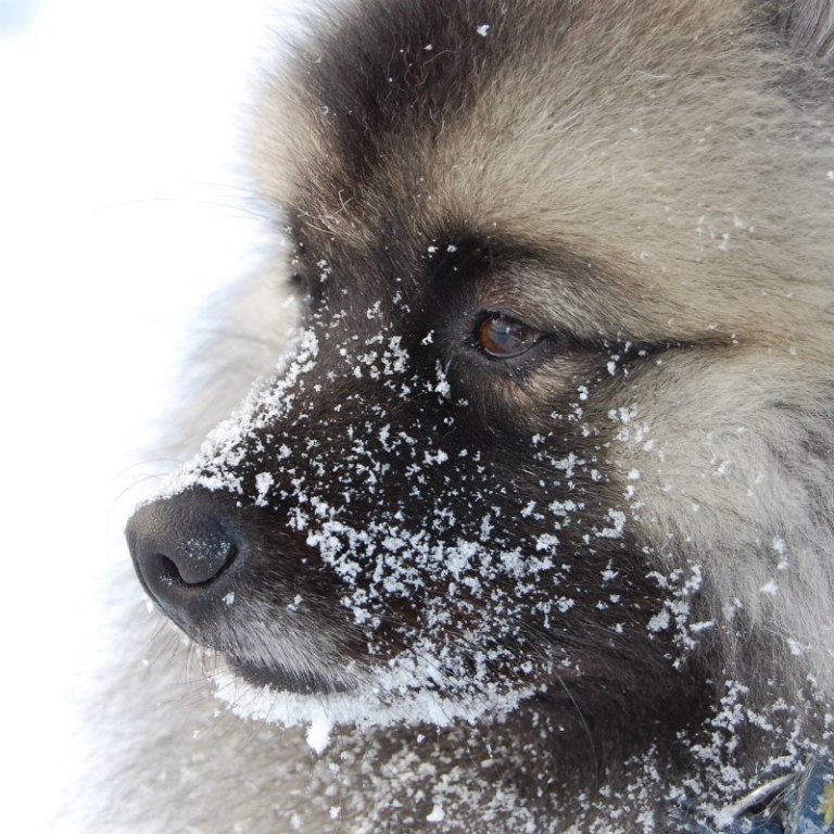 Got a Cold Pup? Keep Your Dog Warm With These Tips