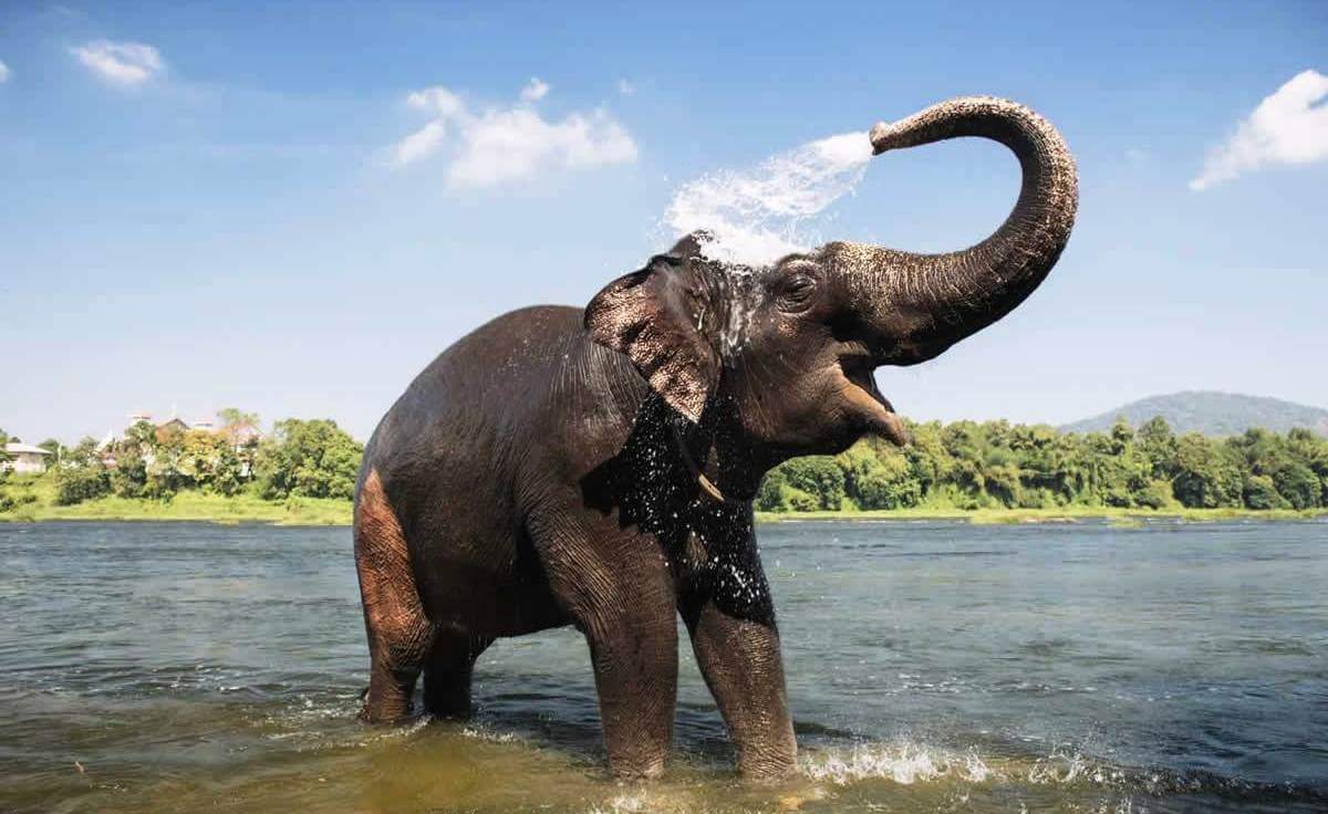 Captive-Elephant Insemination Will Give You Nightmares | PETA
