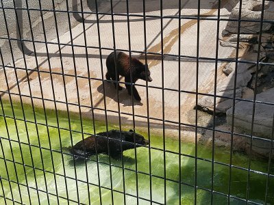 Spring River Zoo Fined Over the Deaths of Five Animals | PETA