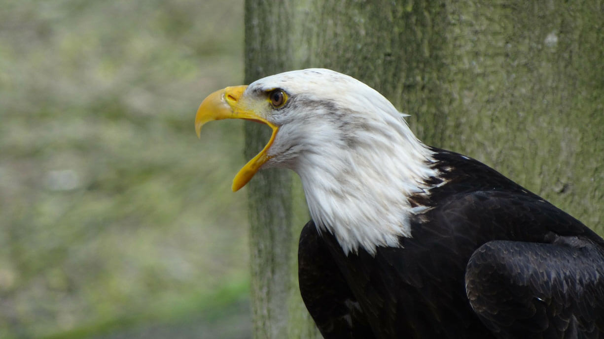 Protect Eagles: Speak Out Against Steel-Jaw Traps! | PETA