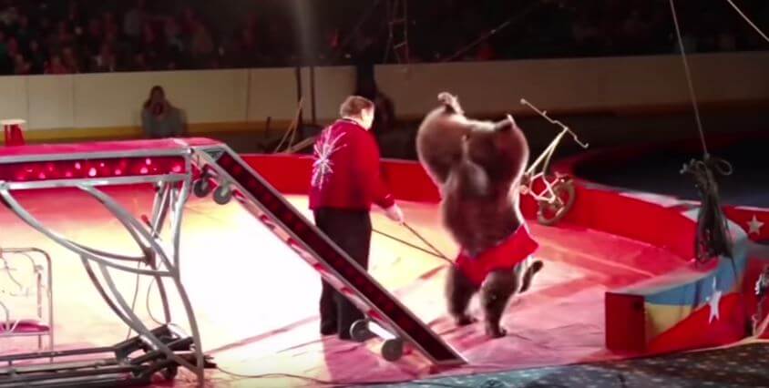 PETA Takes Action After Video Shows Distressed Bear in Circus | PETA