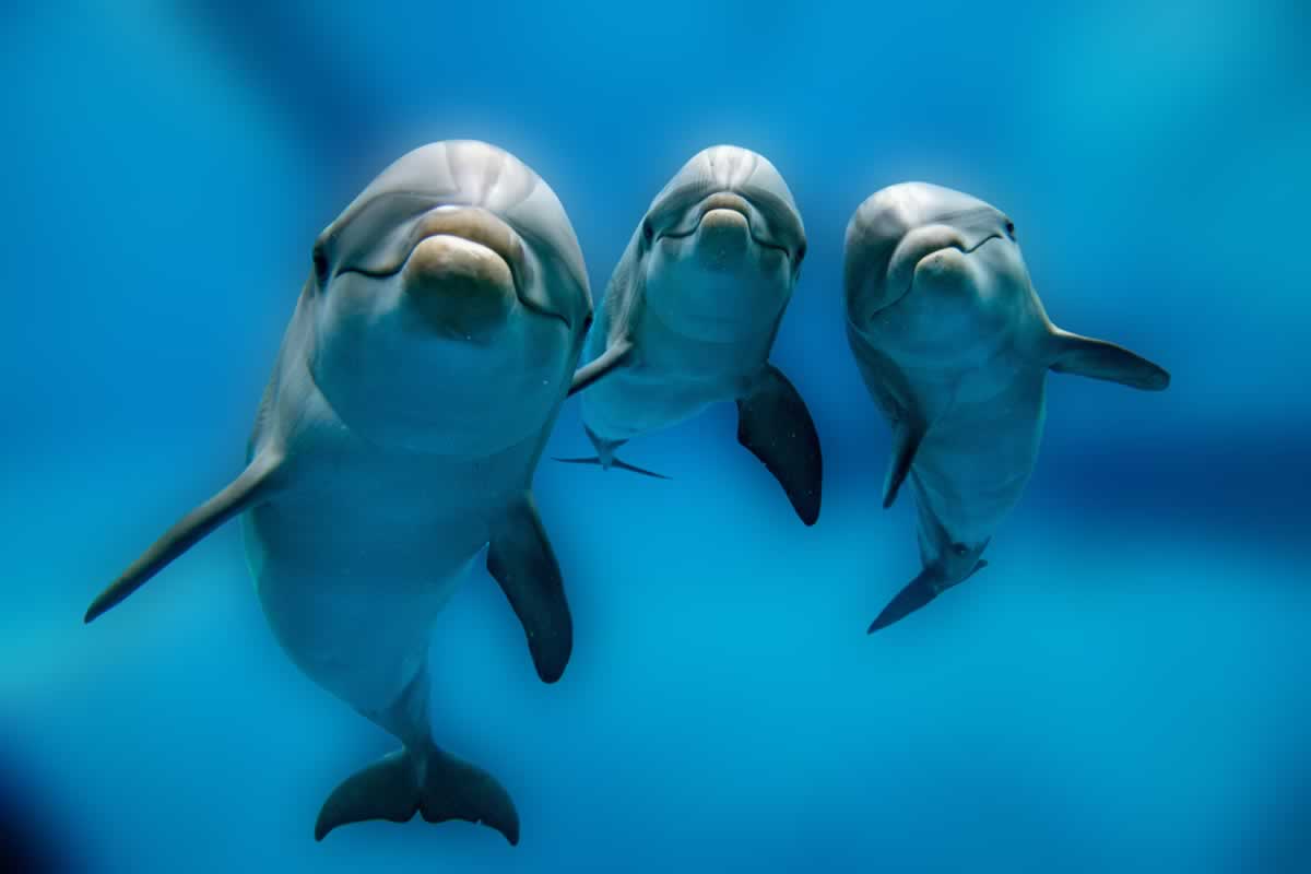 UPDATE: PETA Celebrates Approaching End to Cetacean Captivity | PETA