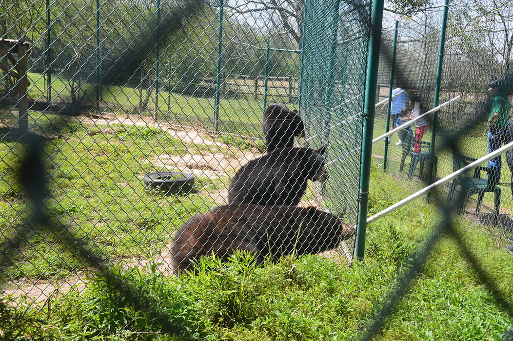 Watch Bear Family Experience Their New Sanctuary Home | PETA