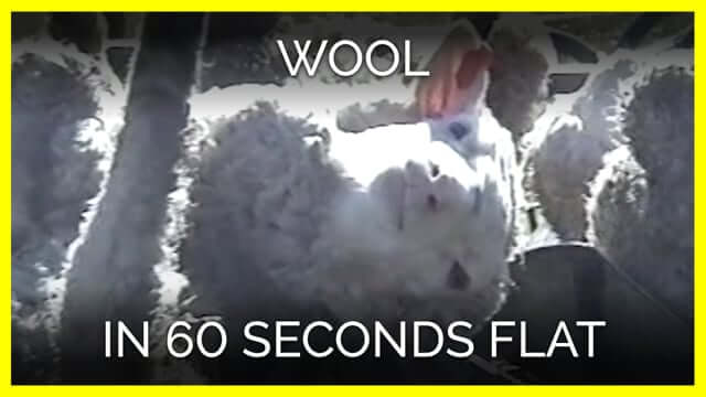 This Is Why You Should NOT Be Wearing Wool | PETA