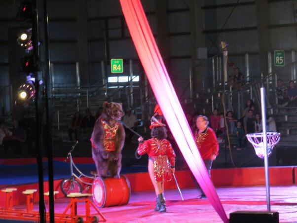 Shrine Circuses: Fundraisers That Are No Fun for Animals | PETA