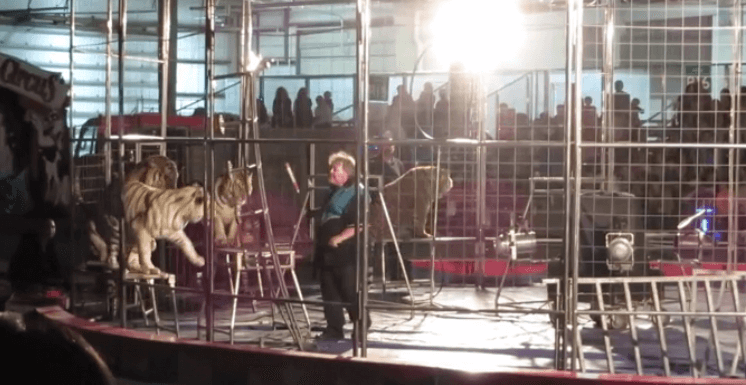 Shrine Circuses: Fundraisers That Are No Fun for Animals | PETA