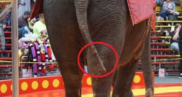 Take Action for These Wounded Elephants at Shrine Circus | PETA