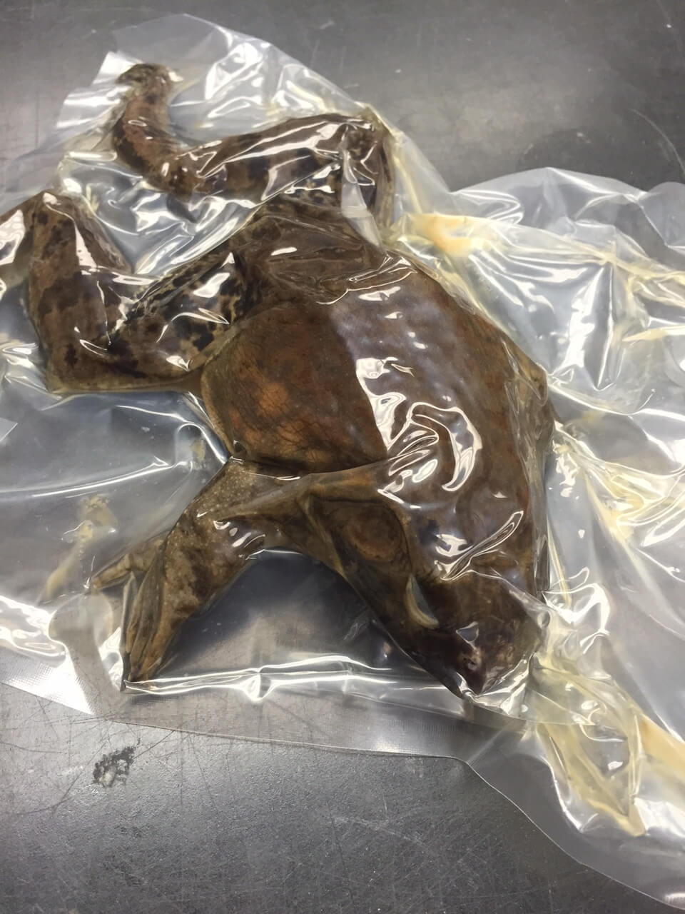 Creepy Things That Have Taken Place At Dissection Suppliers PETA Creepy Things That Have Taken Place At Dissection Suppliers PETA