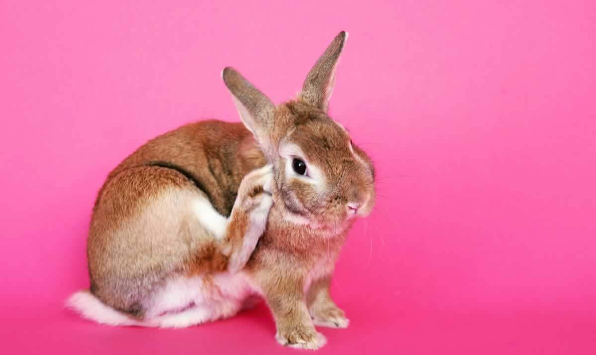 Cosmetics Tests on Animals Is Finished in Much of the World | PETA