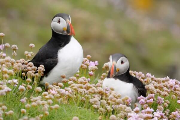 Animal Couples Who Will Be Your Valentine’s Day Inspiration | PETA
