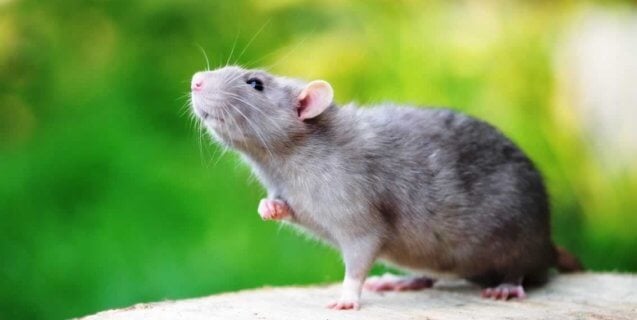 See How PETA Shook the Animal Testing Industry in 2025 | PETA