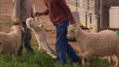 What Is Mohair? Here's Everything You Need to Know | PETA