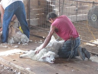 What Is Mohair? Here's Everything You Need to Know | PETA