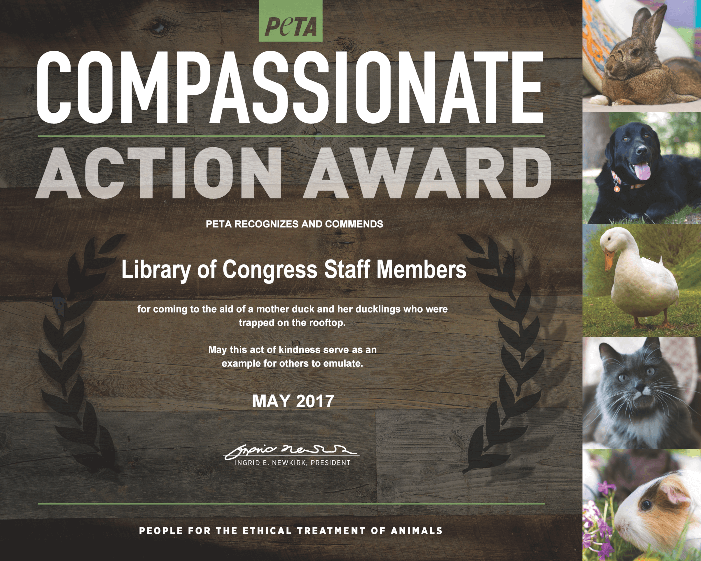 Library of Congress Duckling Rescue Awards | PETA
