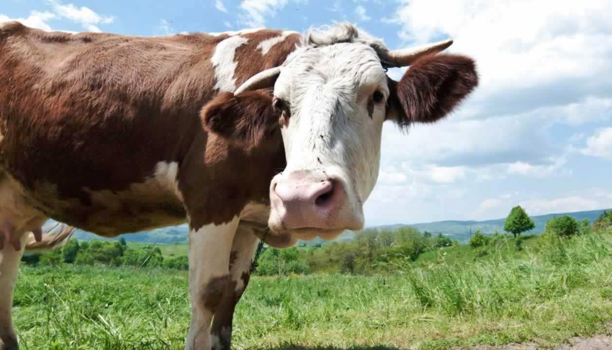 5 Perfect Reasons to Go Vegan | PETA