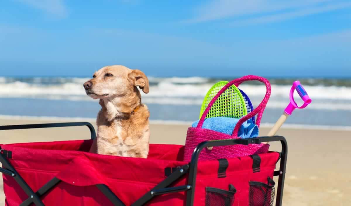 Life’s a Beach: PETA’s Top Tips for Summer Fun With Your Pup | PETA