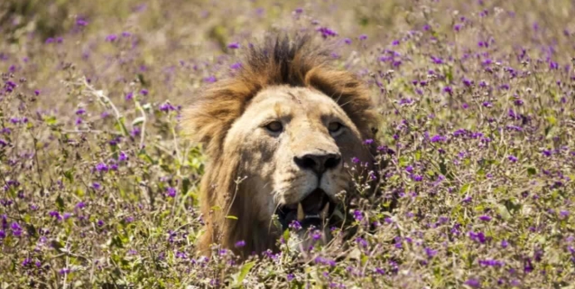 Top 10 Reasons Not to Eat Pigs | PETA