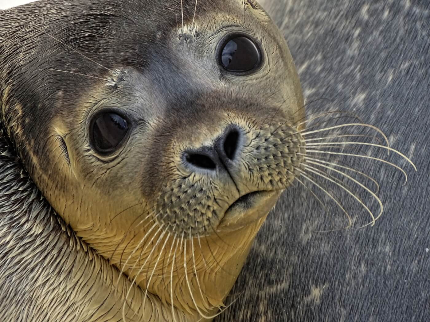 Debate Kit: Should Marine Mammals Be Held in Amusement Parks? | PETA