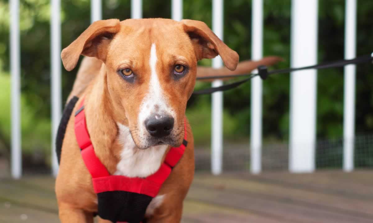 Rescued Dog Looking for Love in the Afternoon | PETA