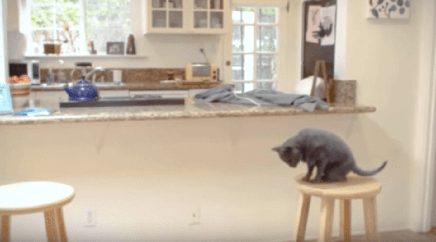 Anti-Animal Circus Video in Which ‘Housecat’ Is Beaten Wins Award | PETA