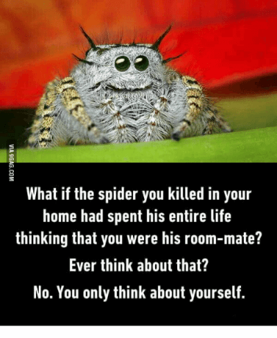 Humane Bug Control Tips That Won't Harm a Fly | PETA