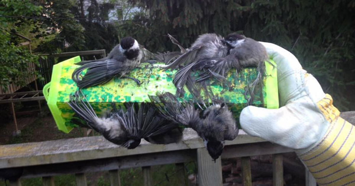 Viral Pic of Helplessly Stuck Birds Will Make You Hate Glue Traps | PETA