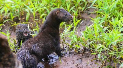 8 Marvelous Mink Facts That Will Make You Go Faux | PETA