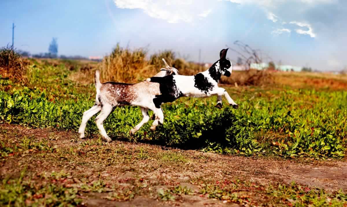 Watching These Animals Play Will End your Speciesism | PETA