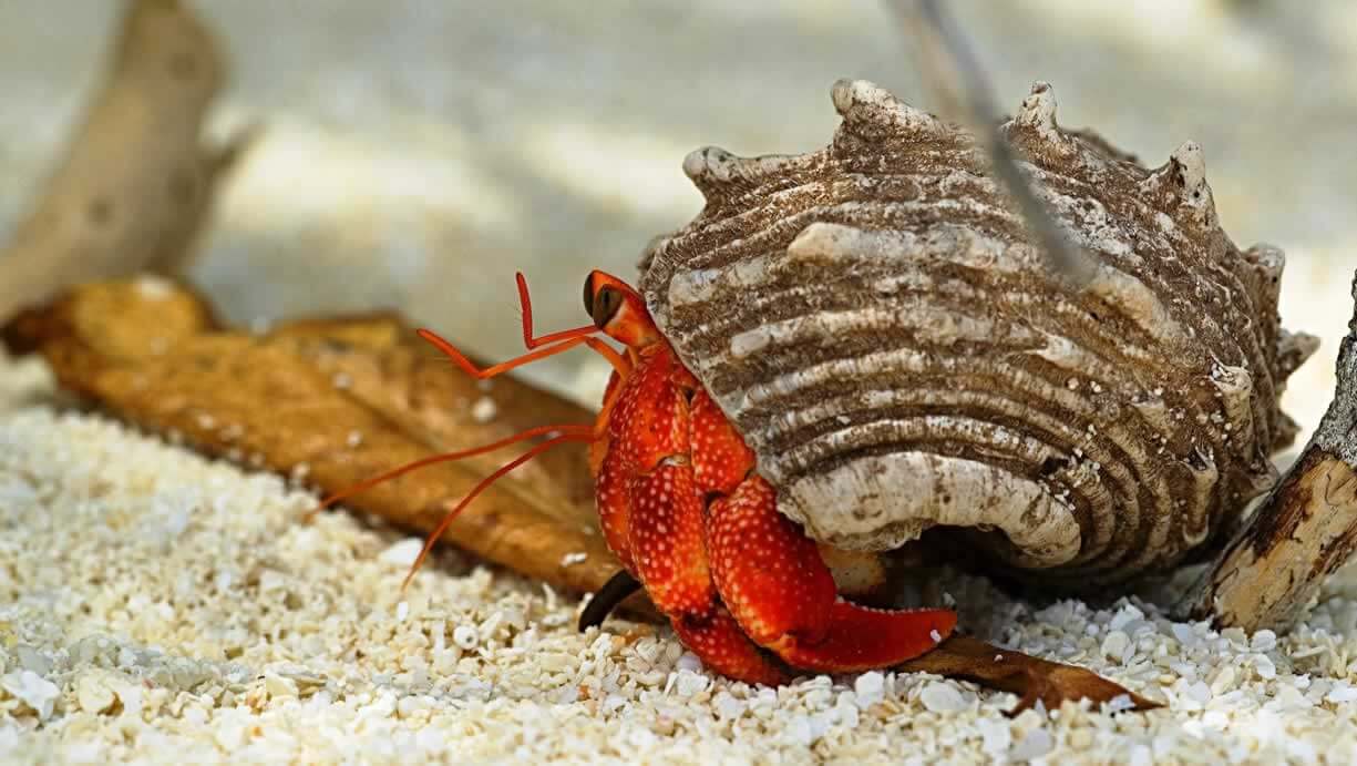 Urge Purple Ape to Ditch Hermit Crab Sales | PETA