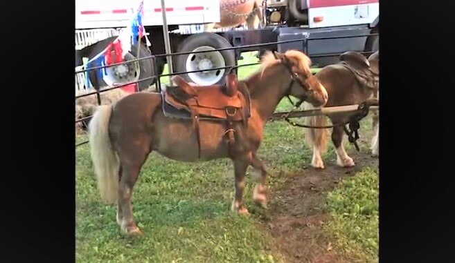 Kelly Miller's Carousel Features a Pony Suffering From Overgrown Hooves ...